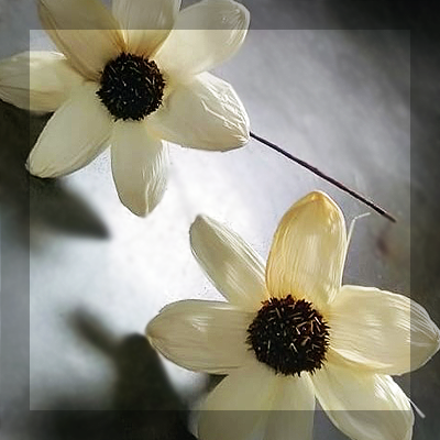 Maize Leaves Flower – Nature Creativity