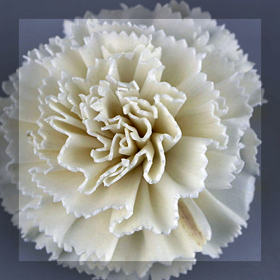 Sola Flower – Nature Creativity