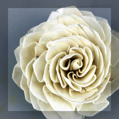 Sola Flower – Nature Creativity