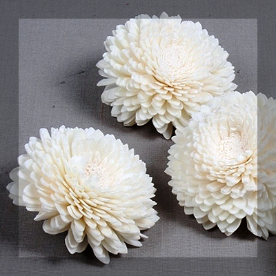 Sola Flower – Nature Creativity