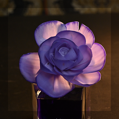 Sola Flower – Nature Creativity