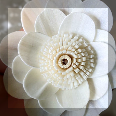 Sola Flower – Nature Creativity