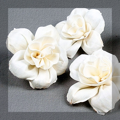 Sola Flower – Nature Creativity