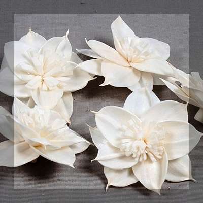 Sola Flower – Nature Creativity