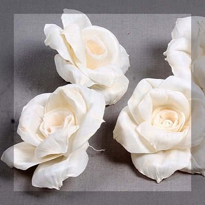 Sola Flower – Nature Creativity