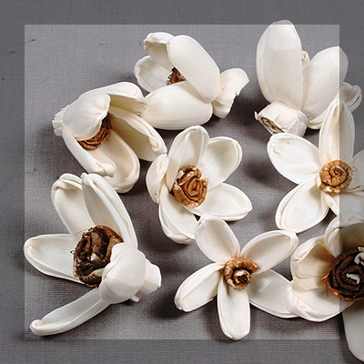 Sola Flower – Nature Creativity