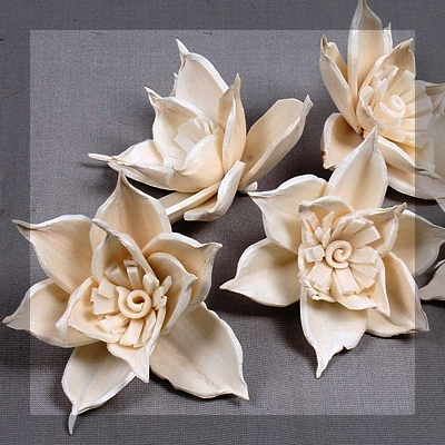 Sola Flower – Nature Creativity